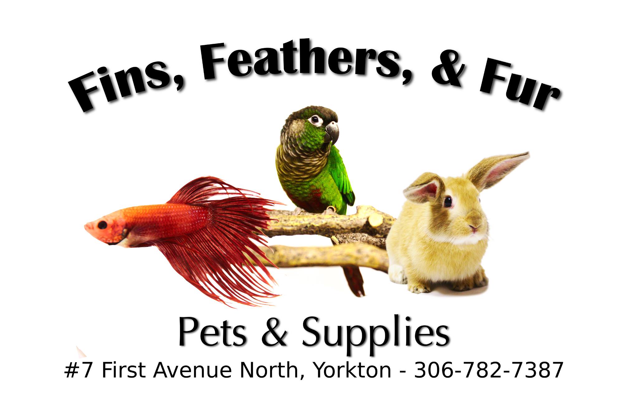 Fins, Feathers and Fur — SaskPets