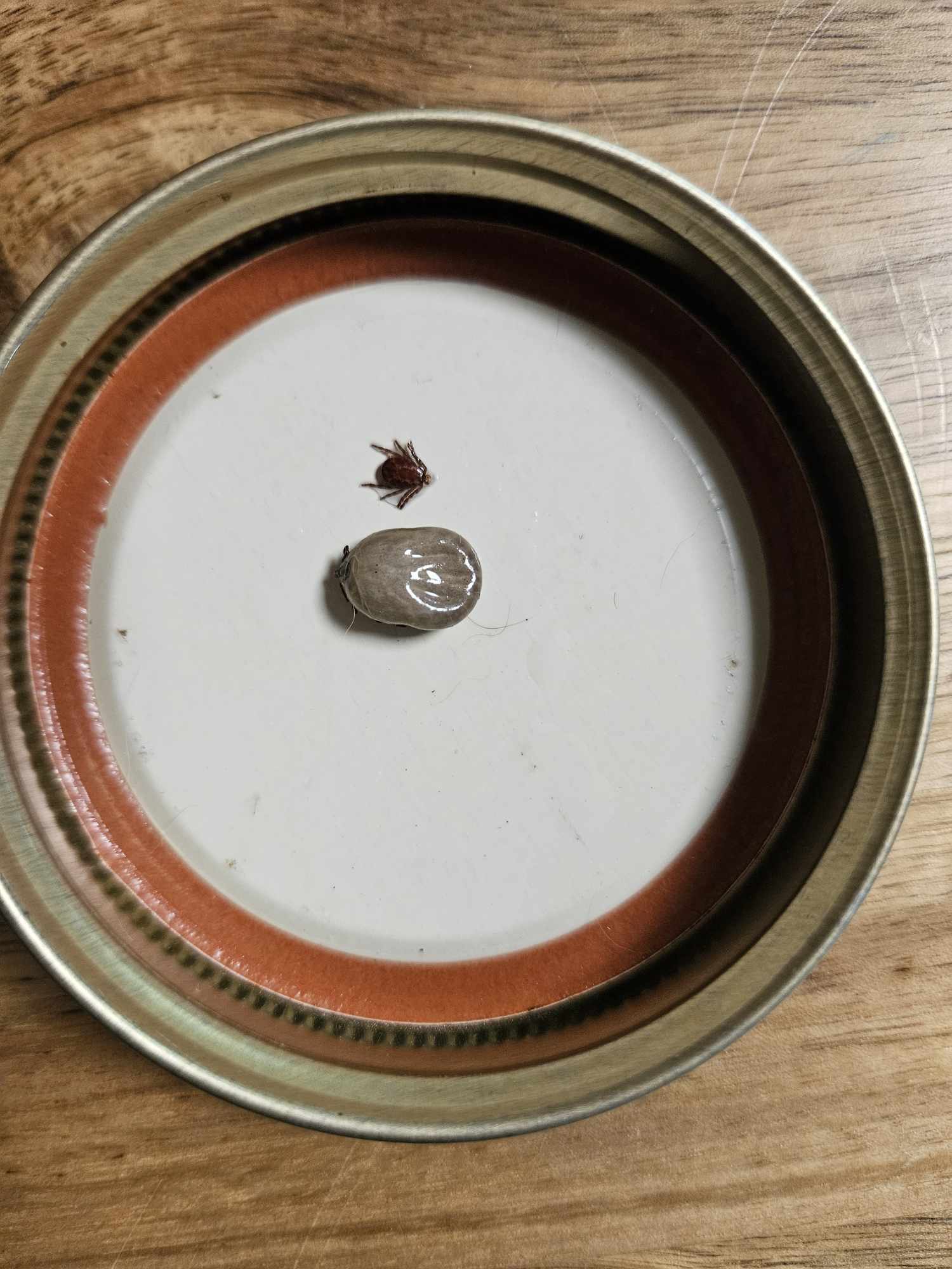 Tick Talk! — SaskPets