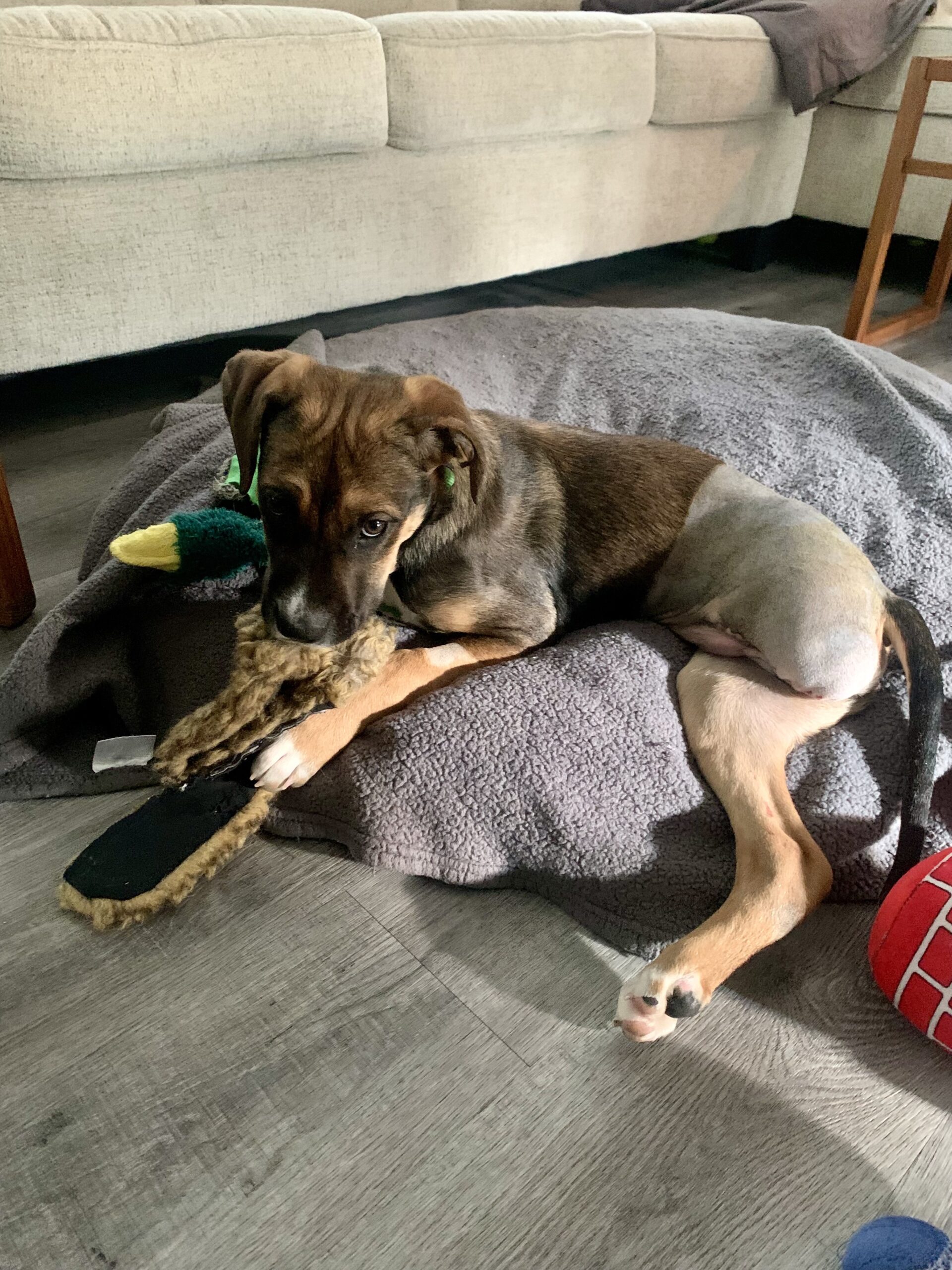 Local Rescue Feature - New Hope Dog Rescue — SaskPets