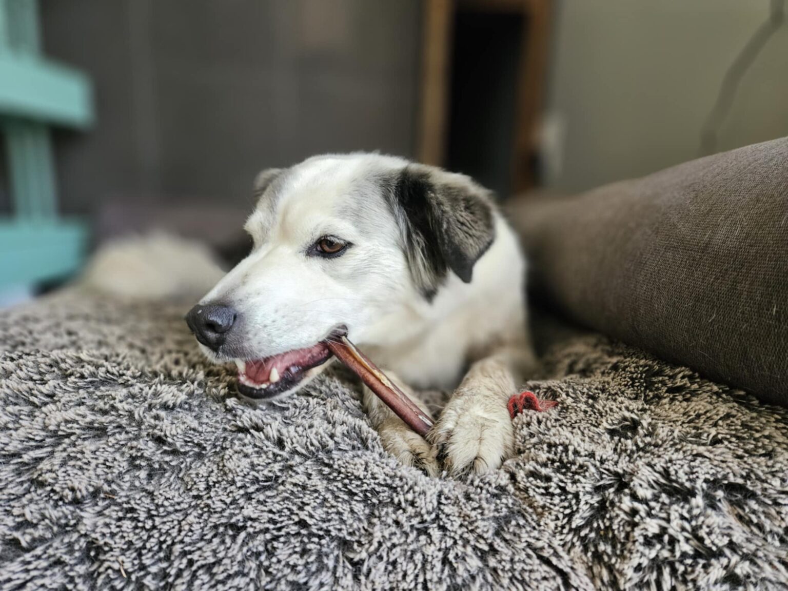 Let's Talk About Bully Sticks... — SaskPets