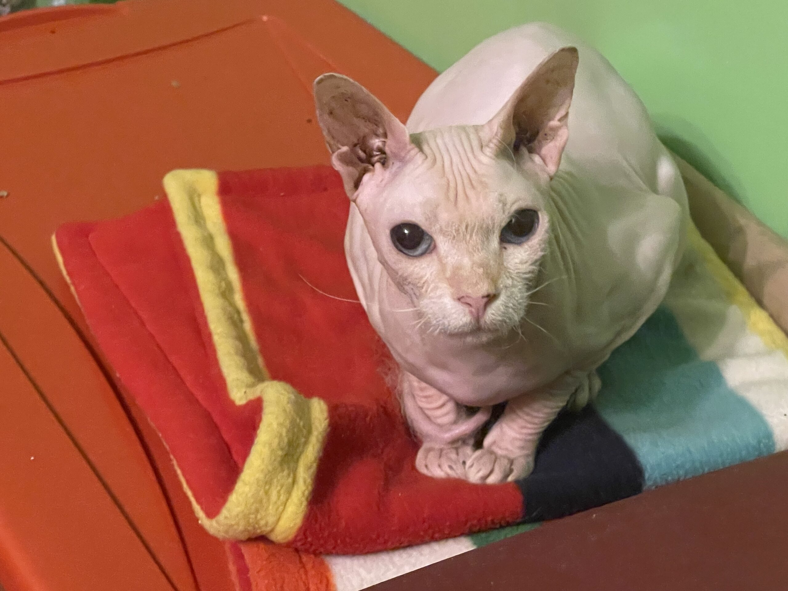 Local Rescue Feature - Prairies Sphynx Rescue — SaskPets