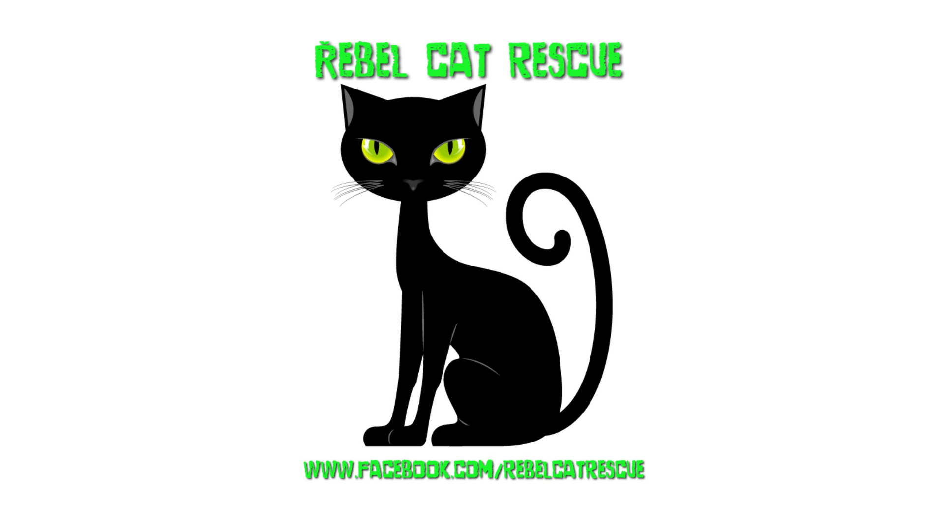 Local Rescue Feature - Rebel Cat Rescue — SaskPets