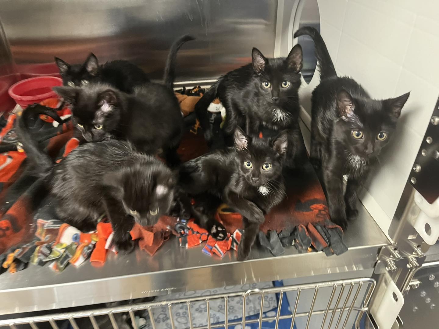 Local Rescue Feature - Saskatoon SPCA — SaskPets