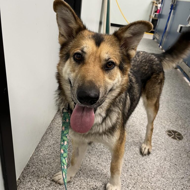 Local Rescue Feature - Saskatoon SPCA — SaskPets