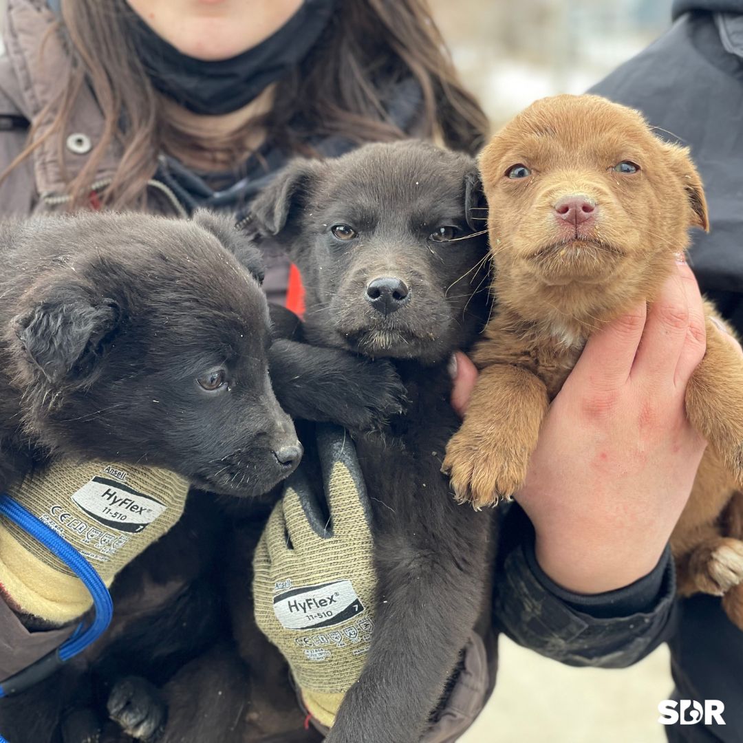 Local Rescue Feature - Saskatoon Dog Rescue — SaskPets