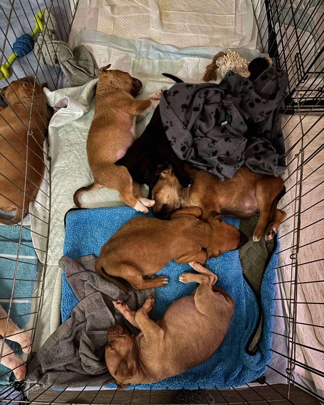 Local Animal Rescue Feature - Bright Eyes Dog Rescue — SaskPets