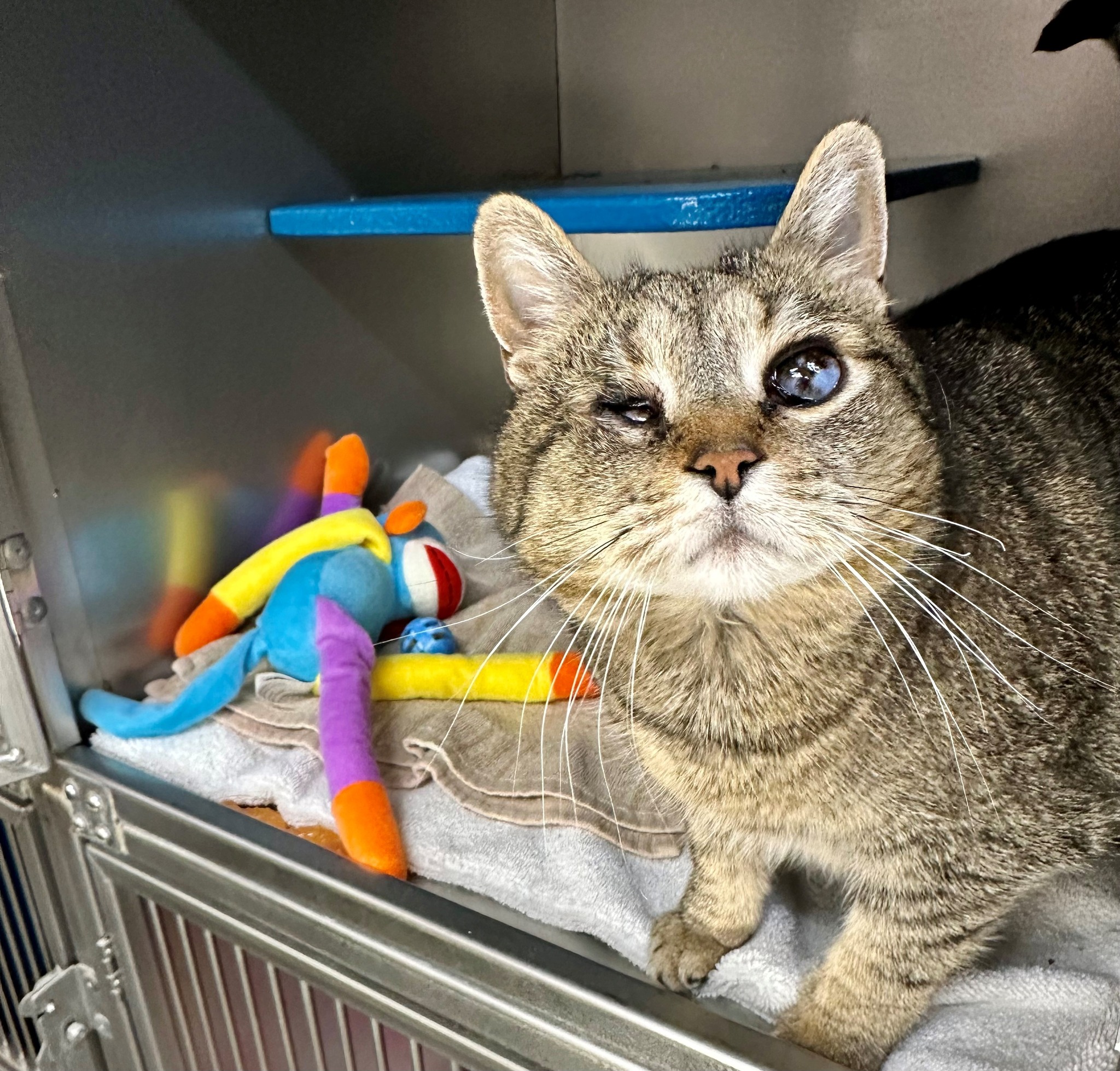 Local Rescue Feature - Moose Jaw Humane Society — SaskPets