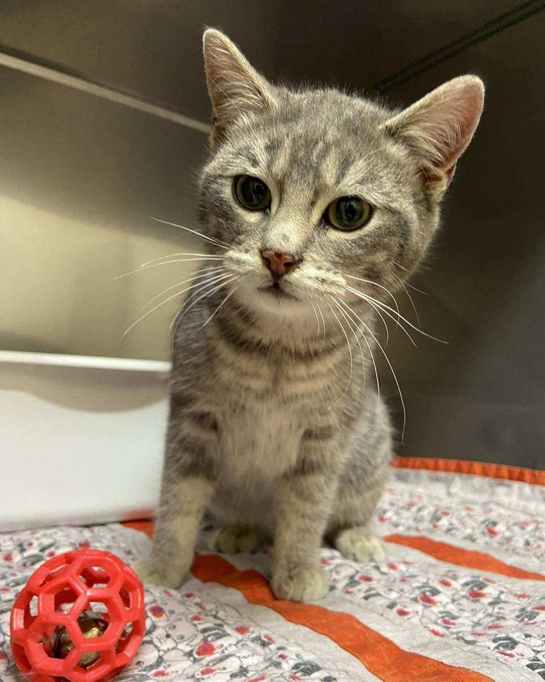 Local Rescue Feature - Swift Current SPCA — SaskPets