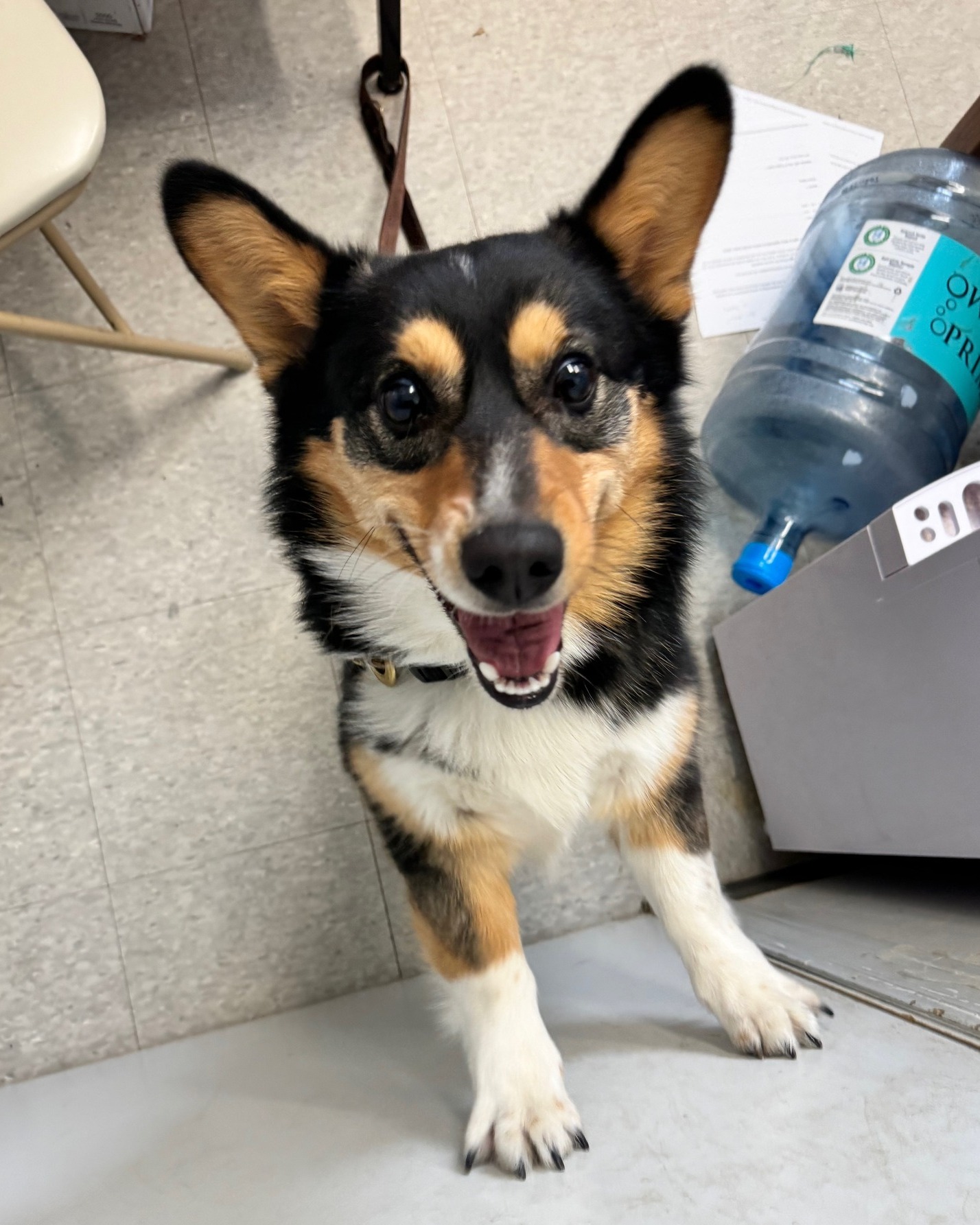 Local Rescue Feature - Swift Current SPCA — SaskPets