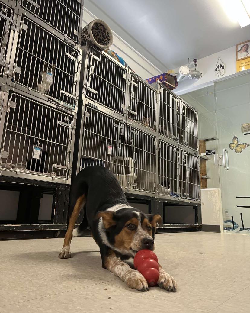 Local Rescue Feature - Swift Current SPCA — SaskPets