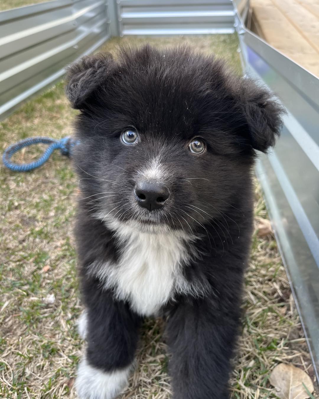 Local Rescue Feature - Swift Current SPCA — SaskPets