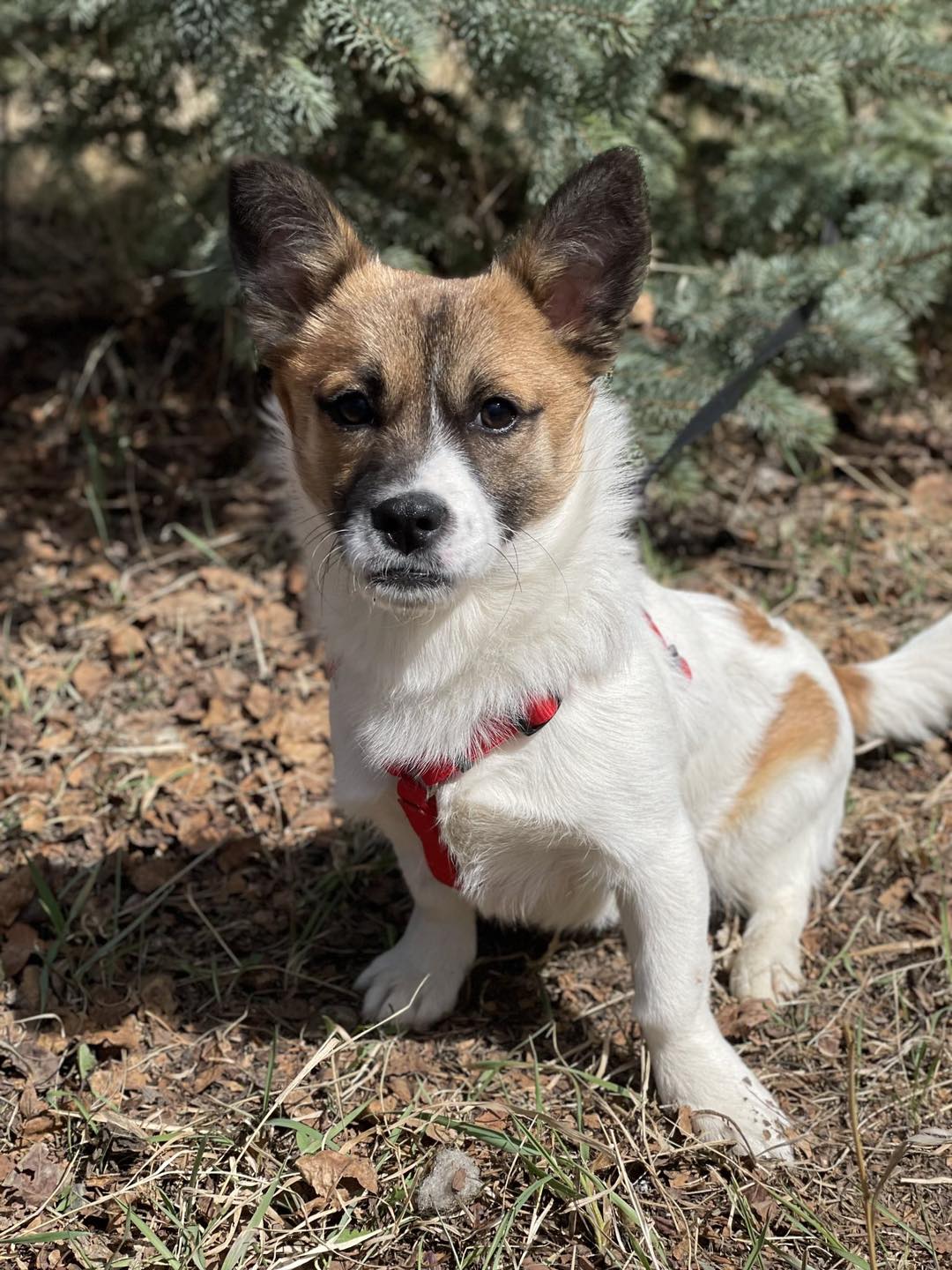 Local Rescue Feature - Prince Albert SPCA — SaskPets