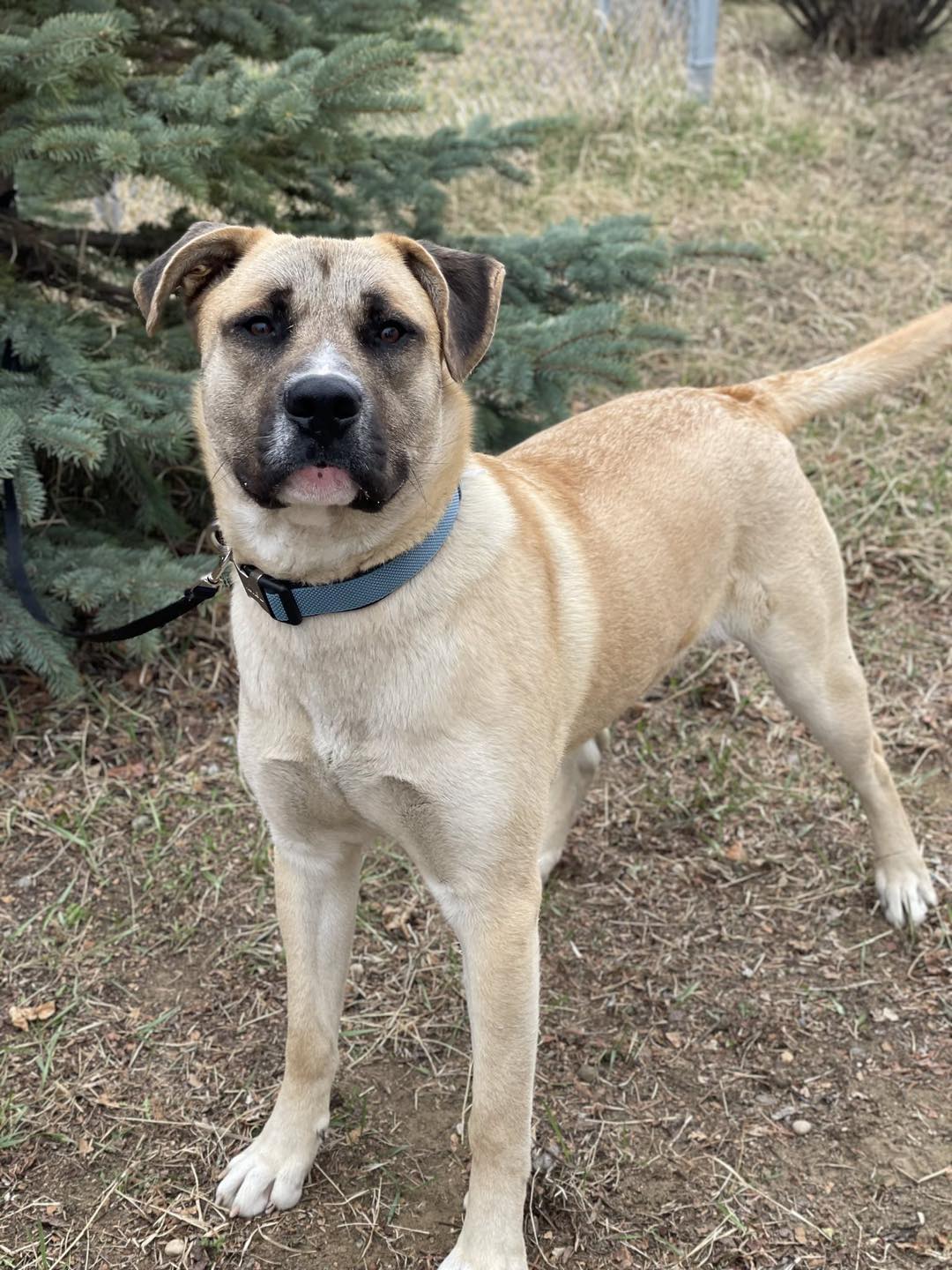 Local Rescue Feature - Prince Albert SPCA — SaskPets